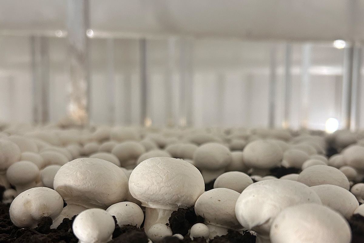 Monteblanco; Sabor, calidad y frescura, siempre en tu mesa. – Monte ...